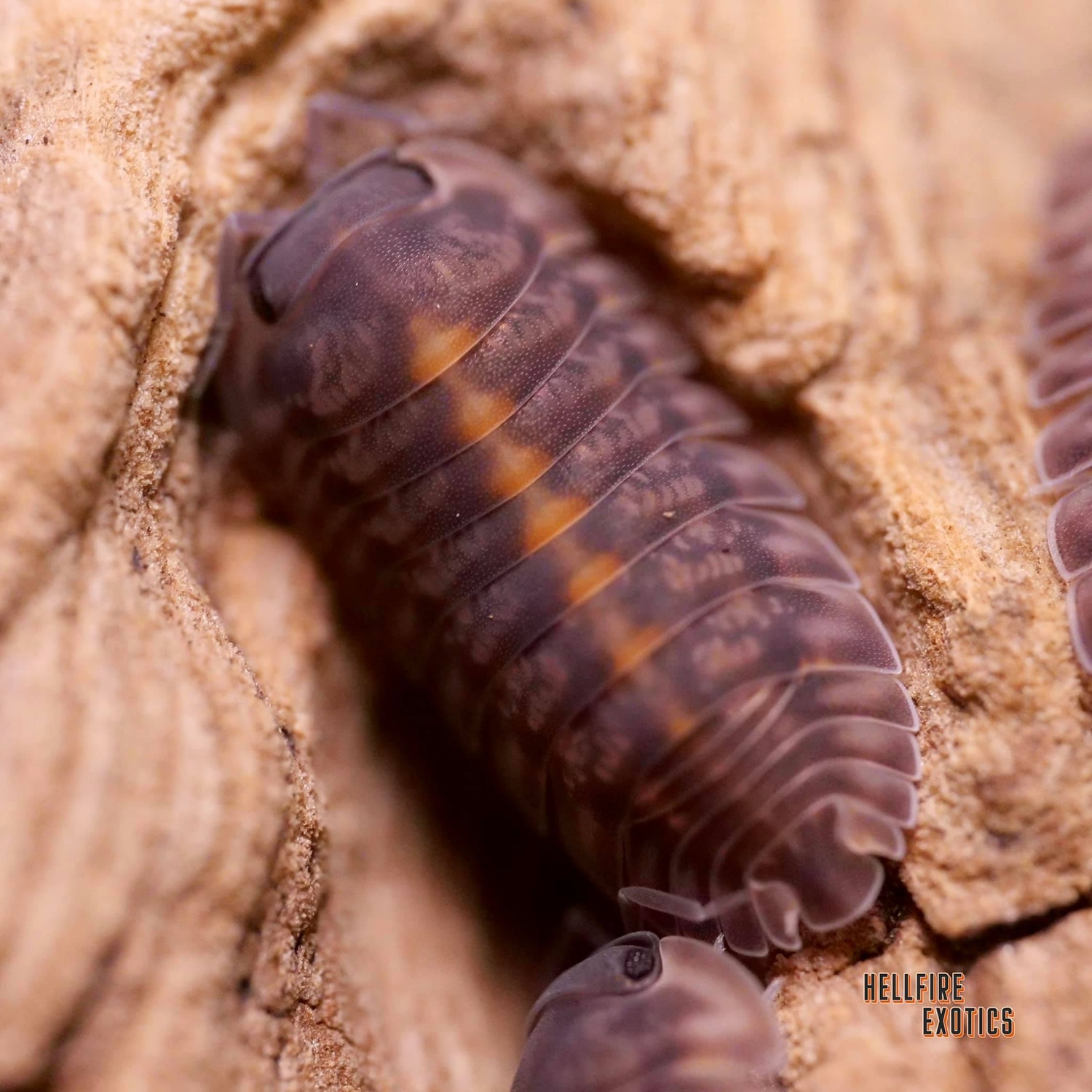 X10 Cubaris Tung Song Isopod by Hellfire Exotics - MorphMarket