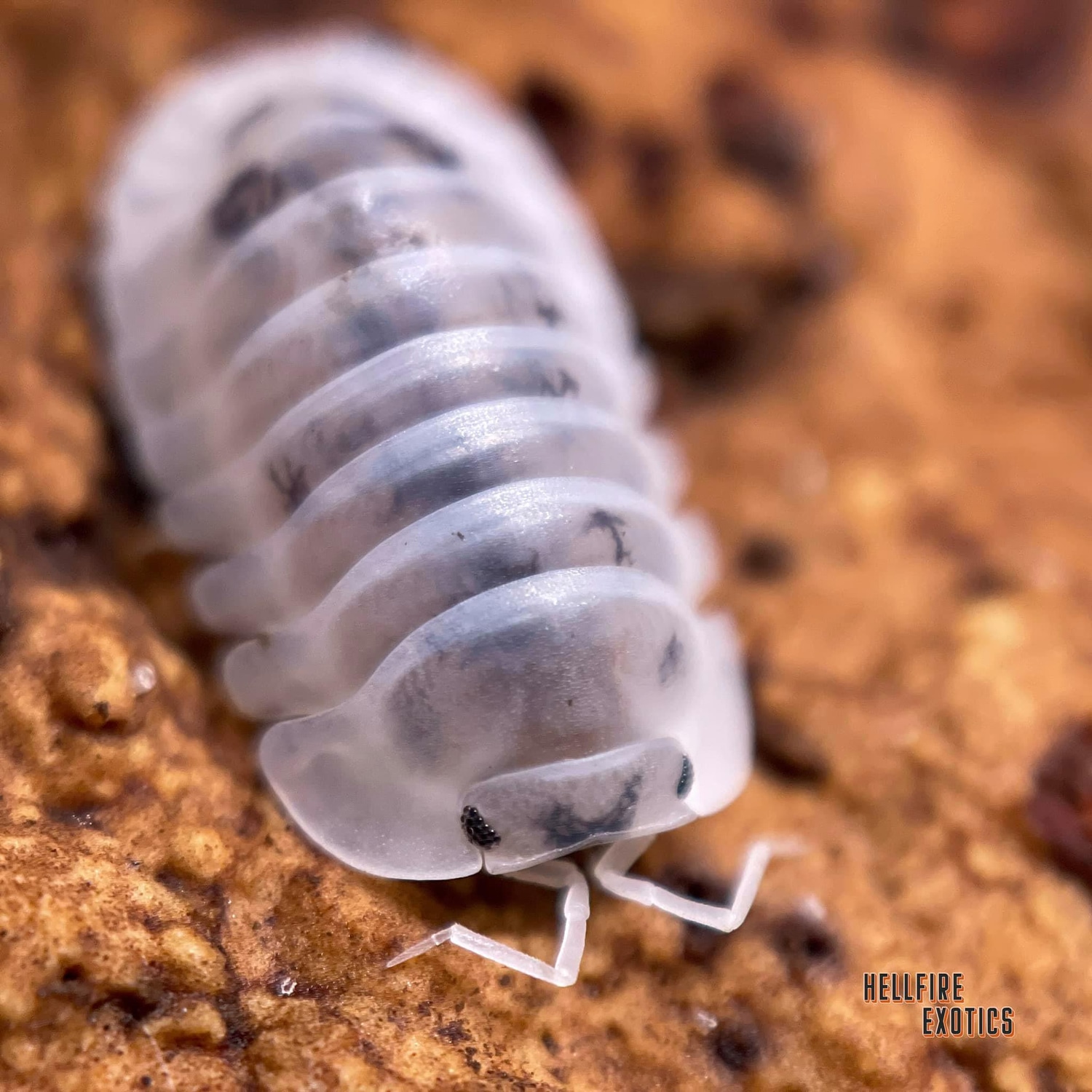 X10 Nesodillo Shiro Utsuri Isopod by Hellfire Exotics - MorphMarket