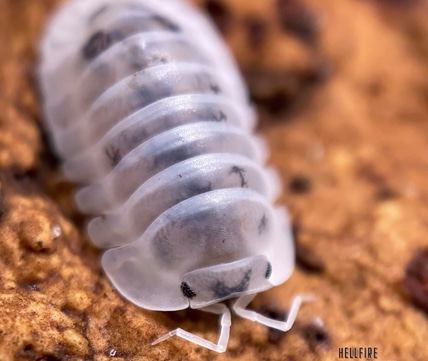 X10 Cristarmadillidium Muricatum Isopod by Hellfire Exotics - MorphMarket