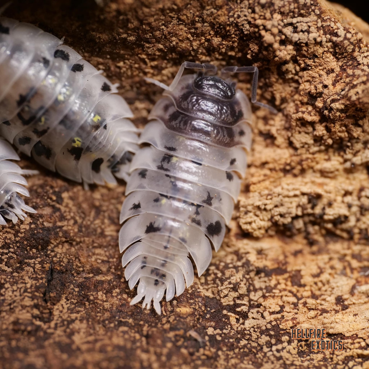 X10 Oniscus Asellus Mardi Gras Isopod by Hellfire Exotics - MorphMarket