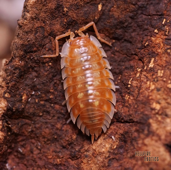 X10 Oniscus Asellus BC Maple Isopod by Reptiform