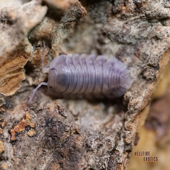 X10 Nesodillo Purple Ghost Isopod by Reptiform