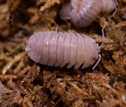 X10 Cubaris Soil Isopod by Hellfire Exotics - MorphMarket