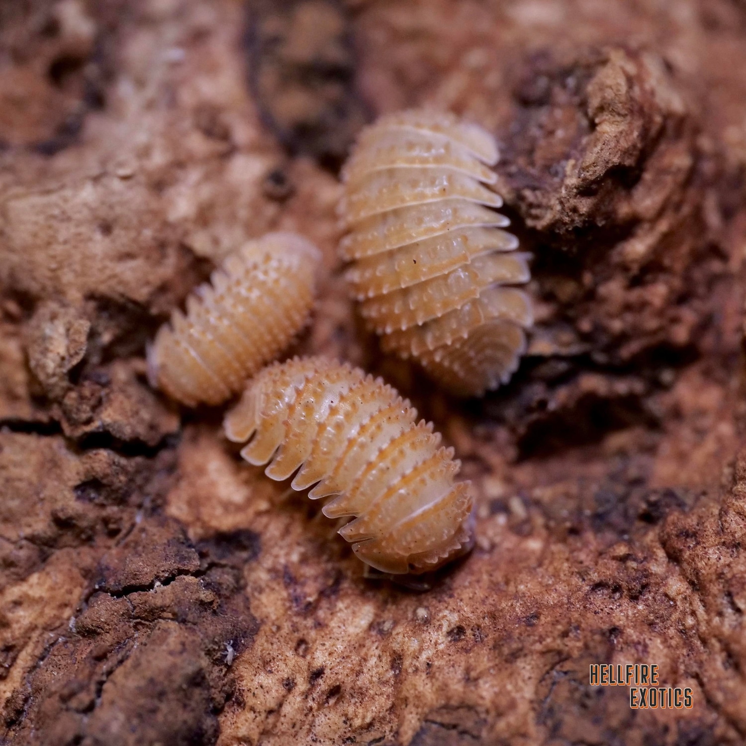X10 Cristarmadillidium Muricatum Isopod by Hellfire Exotics - MorphMarket