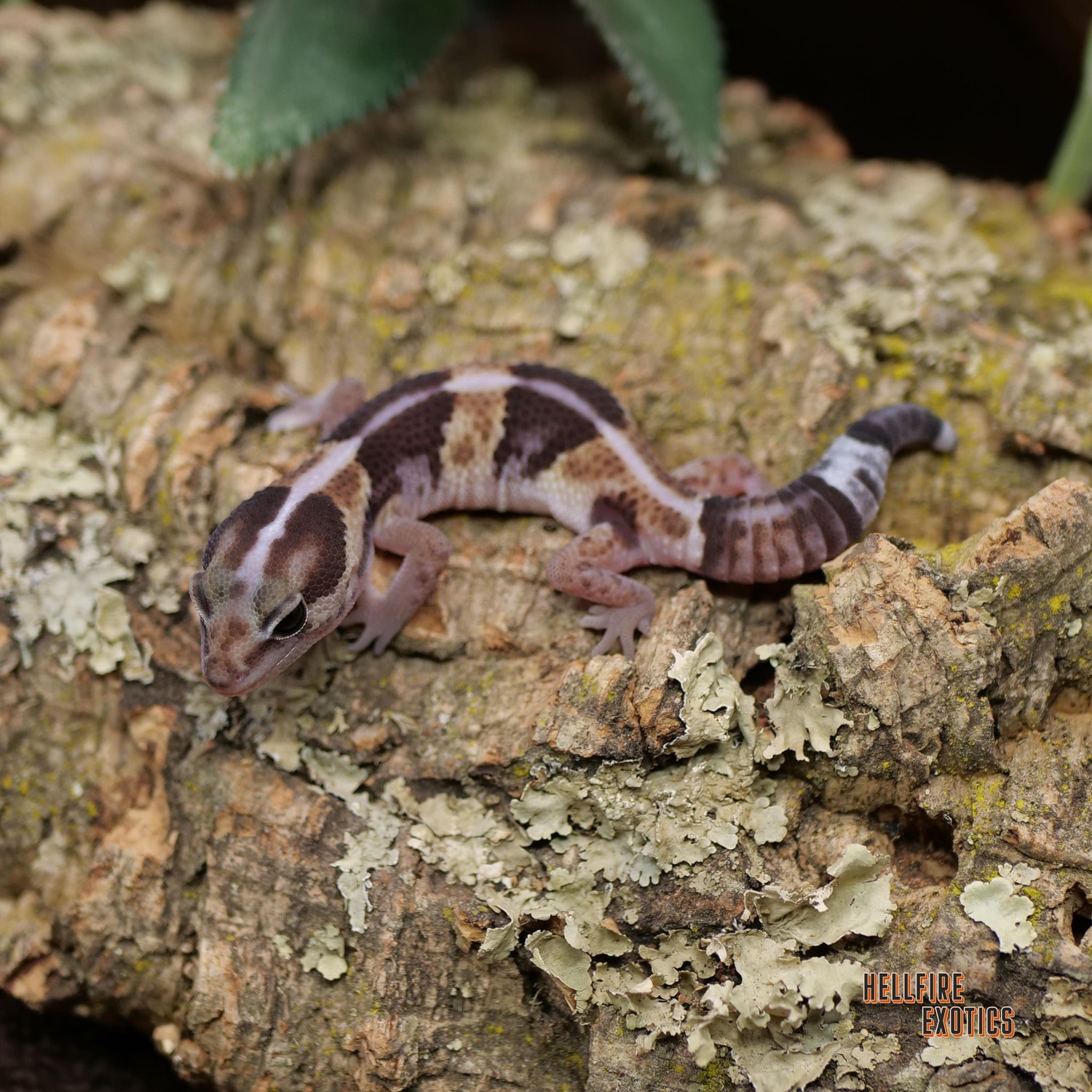 50% Het Amel Patternelss African Fat-Tailed Gecko by Hellfire Exotics ...