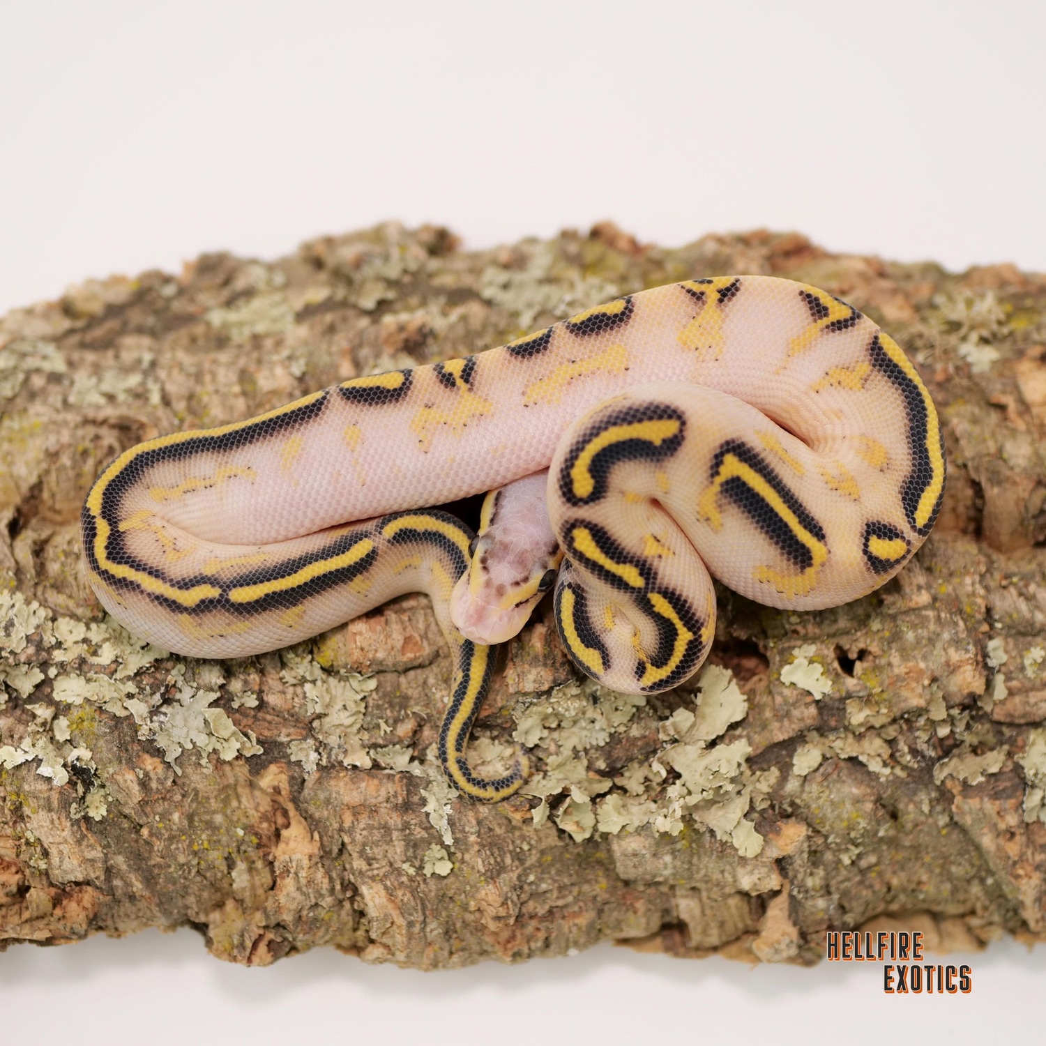 Pastel Freeway POSS Red Stripe *SHIPPED* Ball Python by Hellfire Exotics - MorphMarket