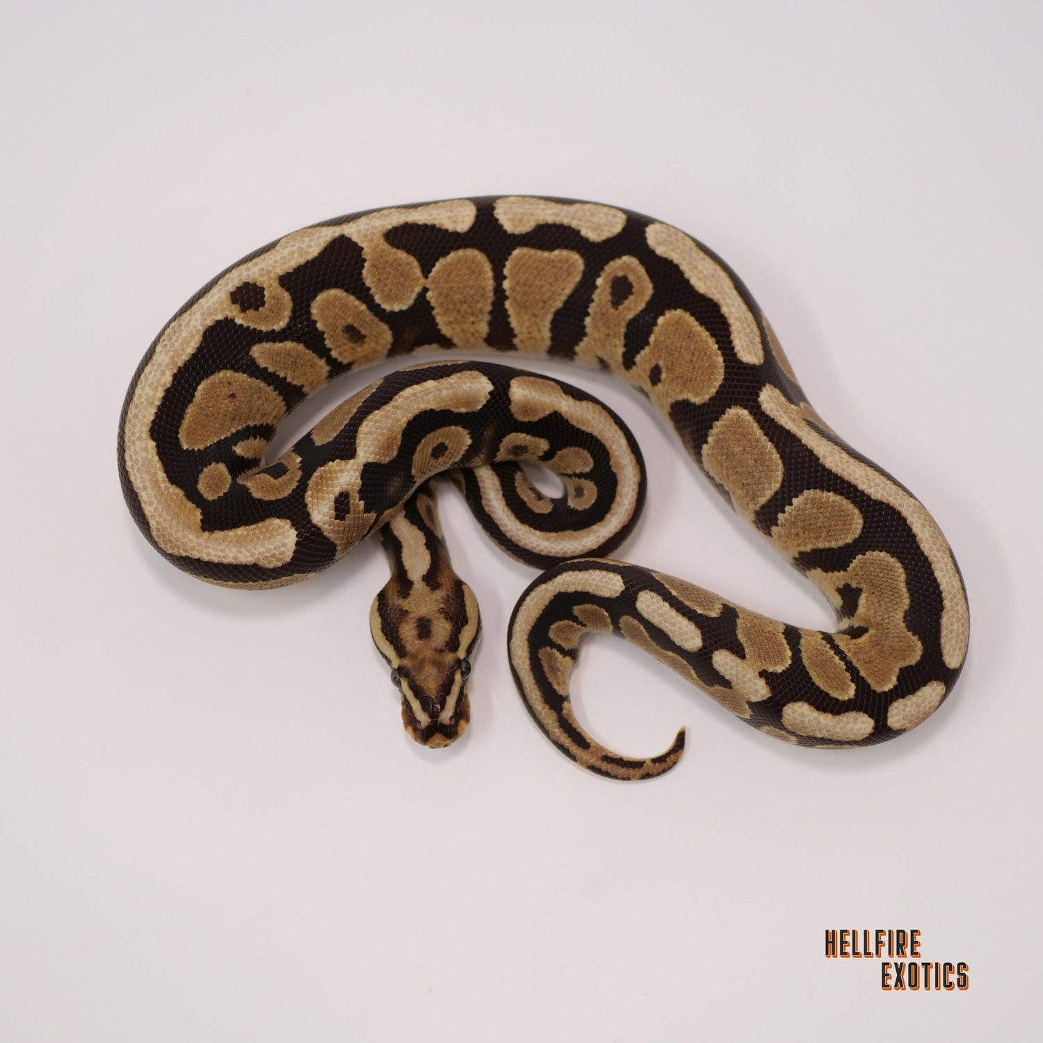 Fire Spotnose Het Hypo Ball Python by Hellfire Exotics - MorphMarket