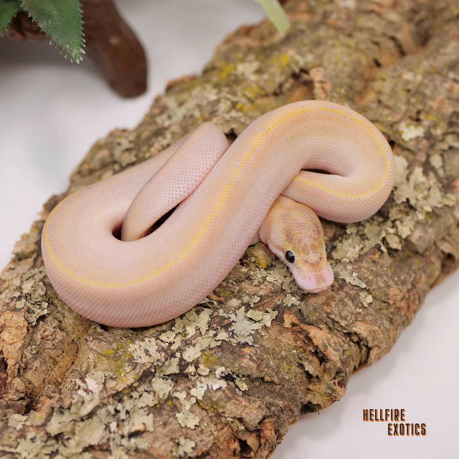 Ivory POSS Red Stripe And Pastel Ball Python by Hellfire Exotics - MorphMarket