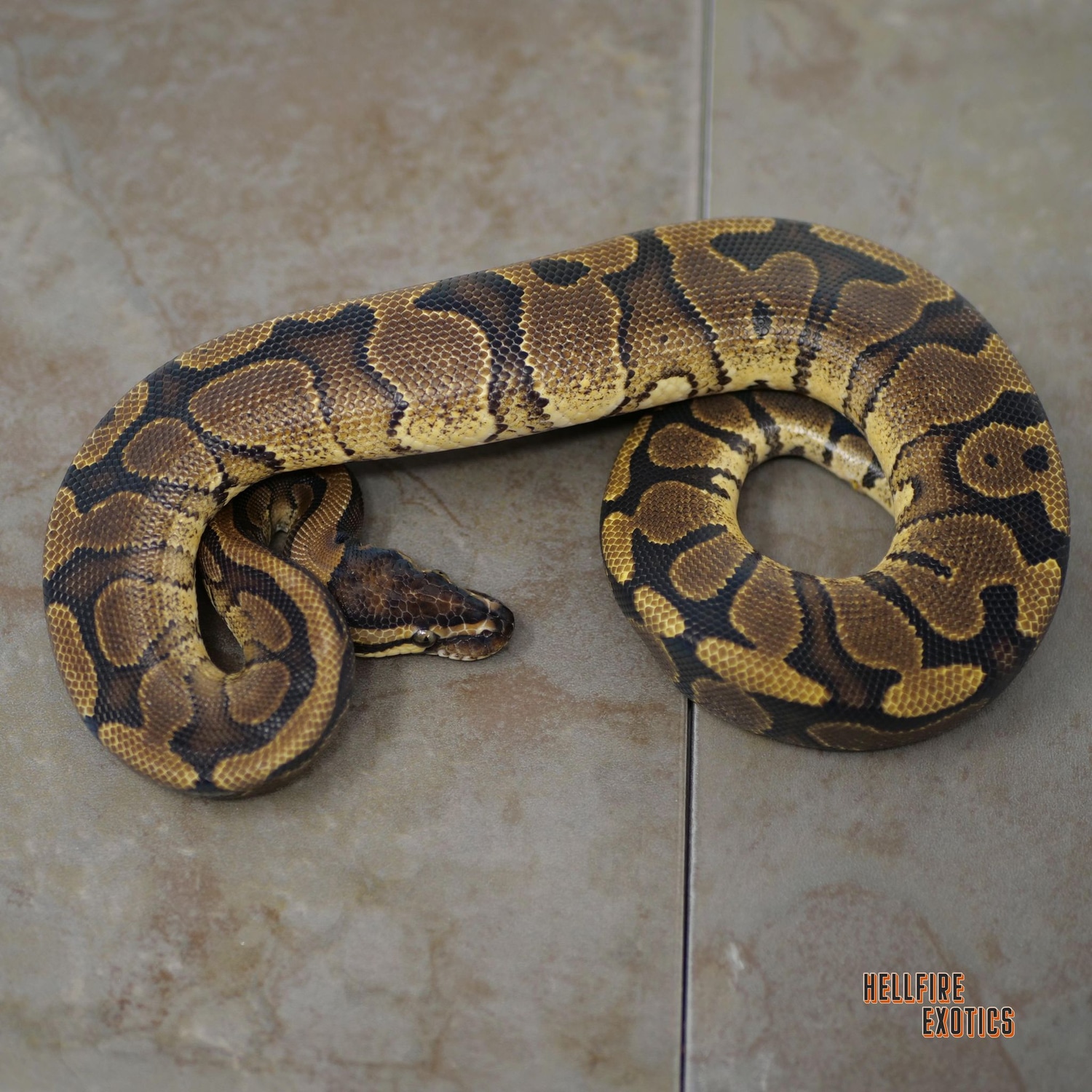 Asphalt Red Stripe 50% Het Clown *FREE SHIPPING* Ball Python by ...