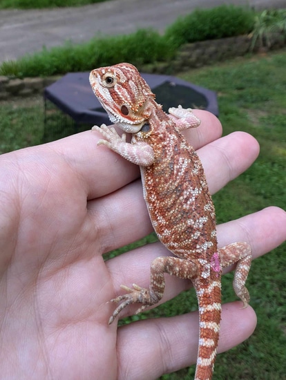 Pretty Red Female! Free Shipping! Central Bearded Dragon by HellFire ...