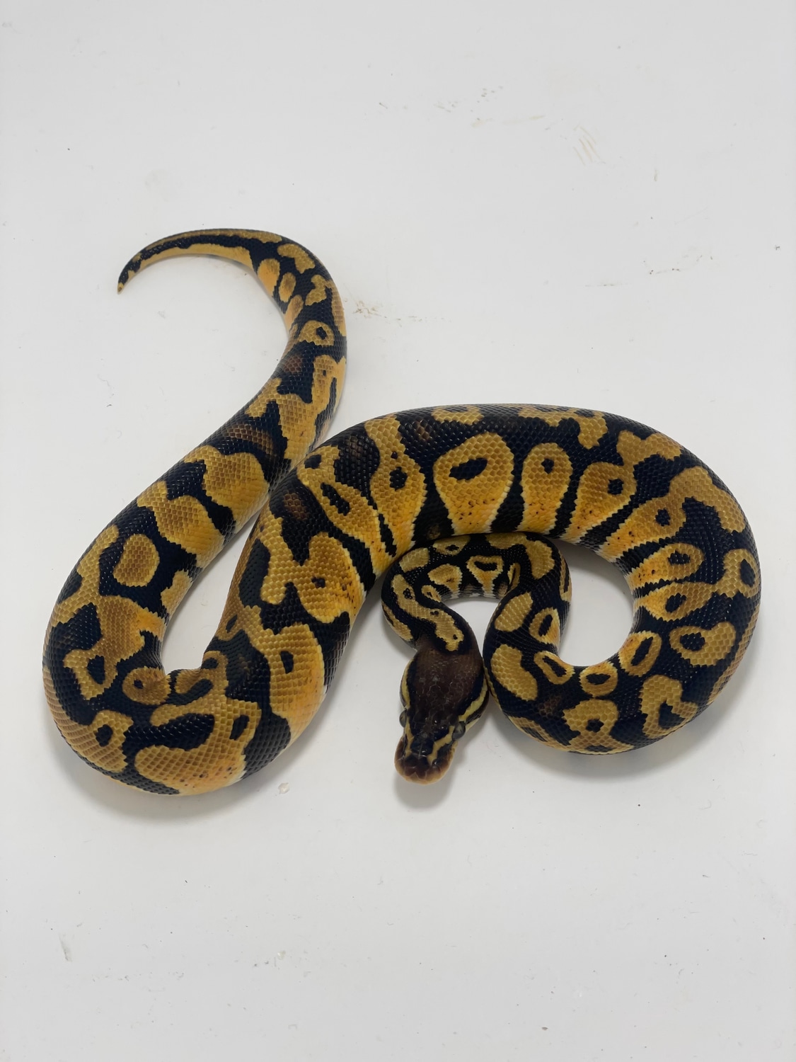 Enchi Ball Python by Droptine Reptiles - MorphMarket