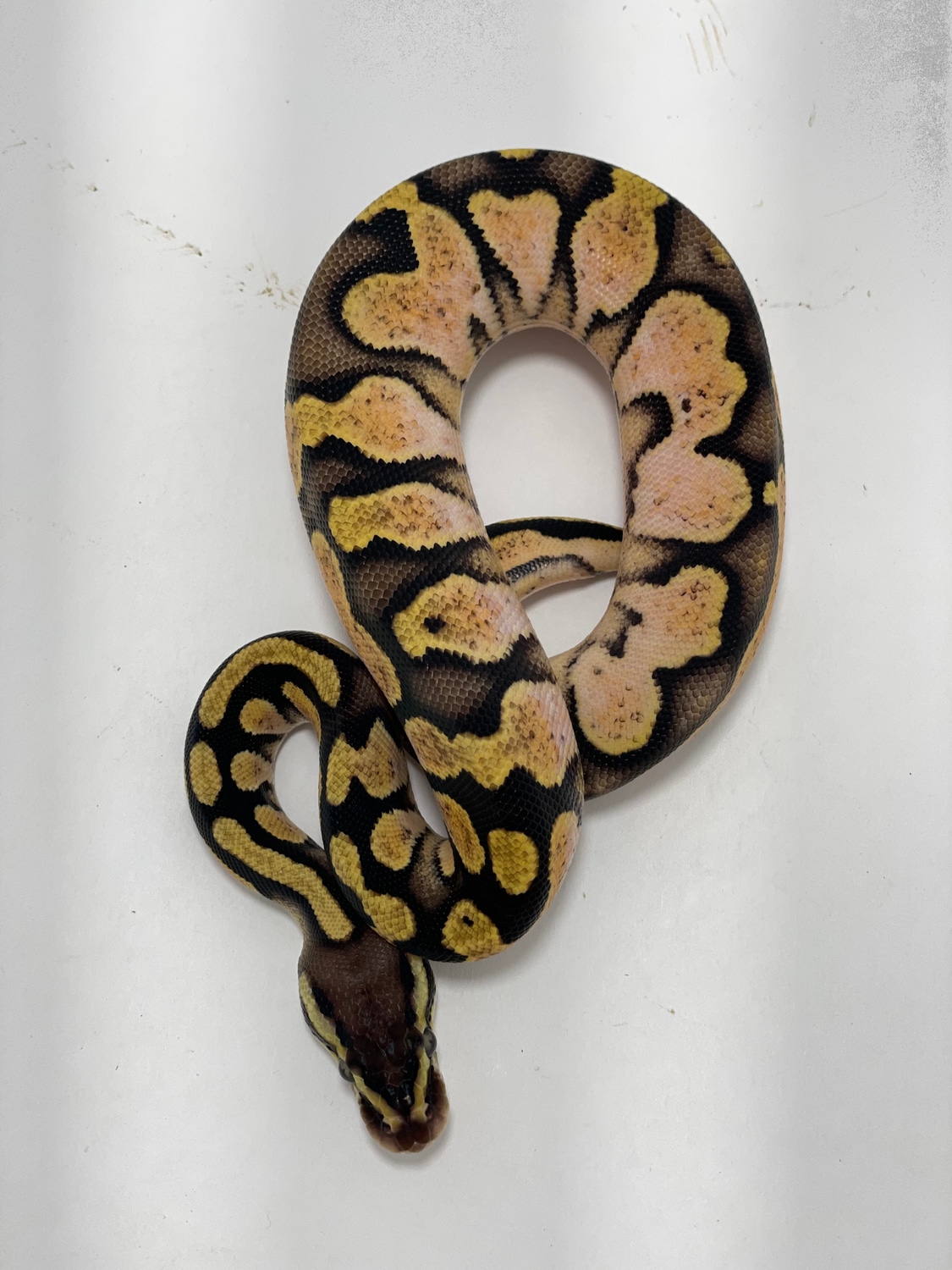 Firefly Calico Ball Python by Droptine Reptiles - MorphMarket