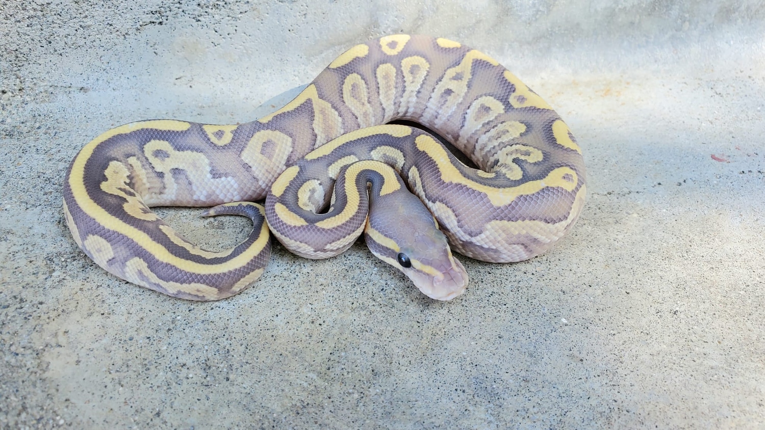 Hypo Mojave Fire Ball Python by California Constrictors - MorphMarket
