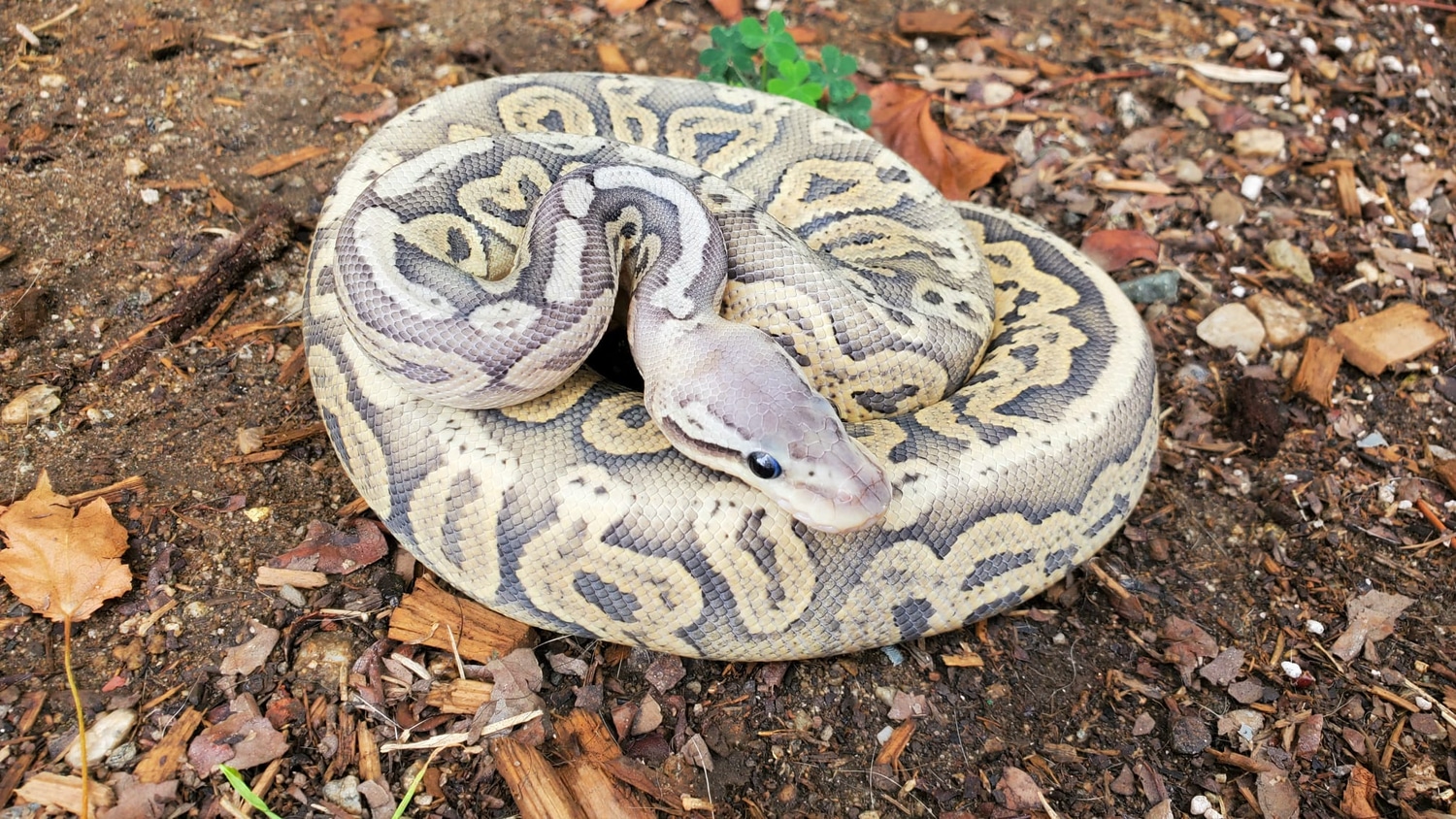 Hypo Black Pewter Ball Python by California Constrictors - MorphMarket
