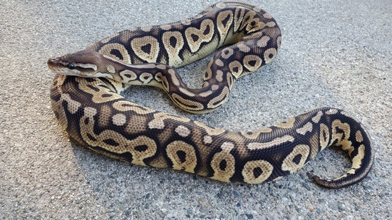 SHIPPED - Pewter 66% Hypo Poss Yellow Belly Ball Python by California ...