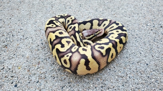 Firefly 50% Het Hypo (Possible Yellow Belly) Ball Python by California ...