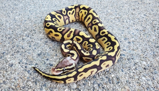 Firefly 50% Het Hypo -possible YB Ball Python by California Constrictors