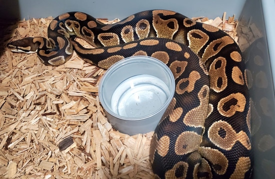 Yellow Belly Ball Python by California Constrictors