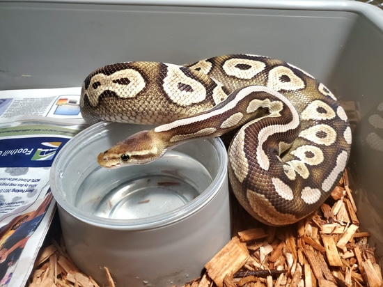 Pewter Mojave Het Hypo Ball Python by California Constrictors