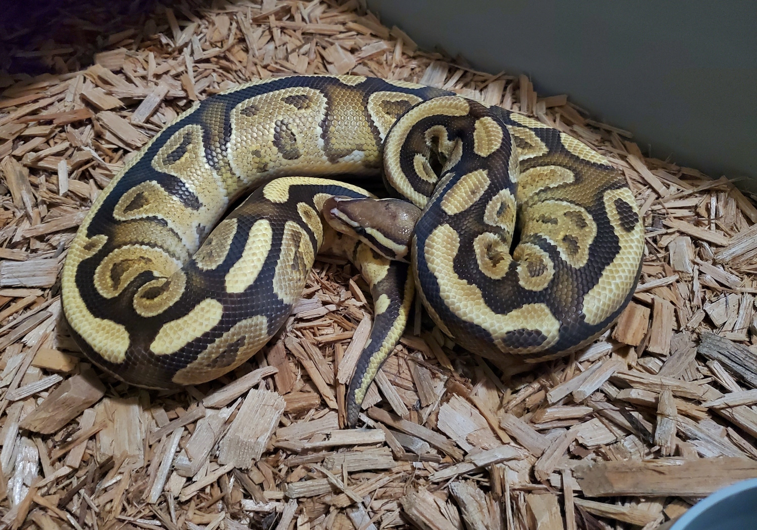 Special Fire Het Hypo Ball Python by California Constrictors - MorphMarket
