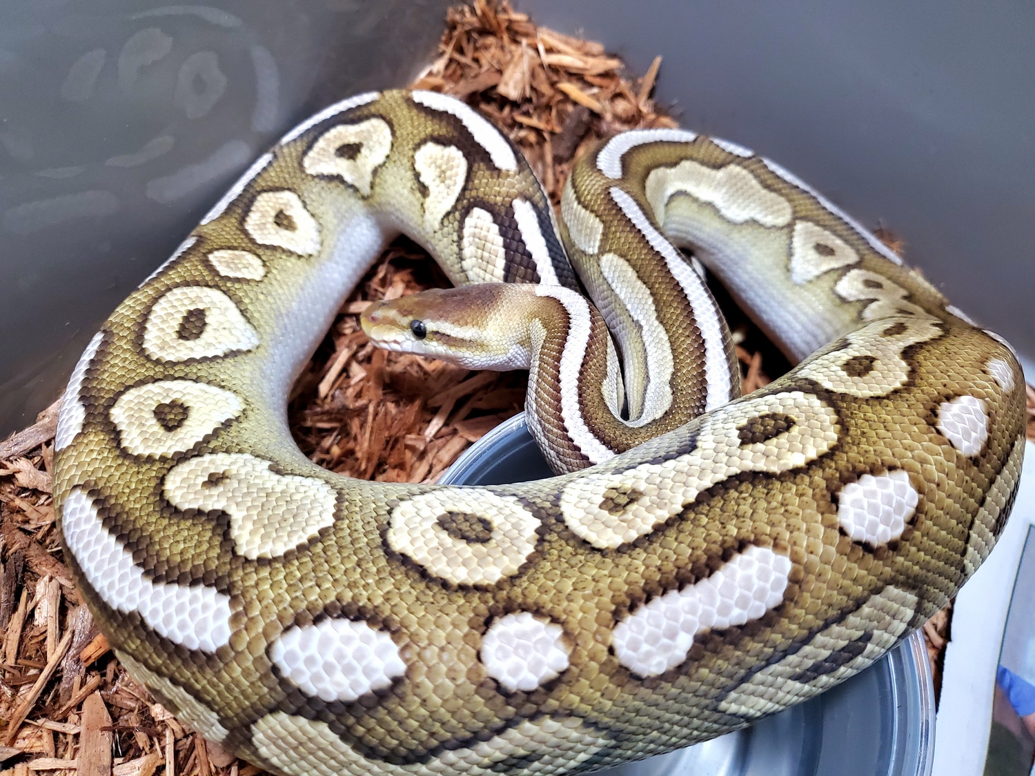 Mojave Pewter Het Hypo Ball Python by California Constrictors - MorphMarket
