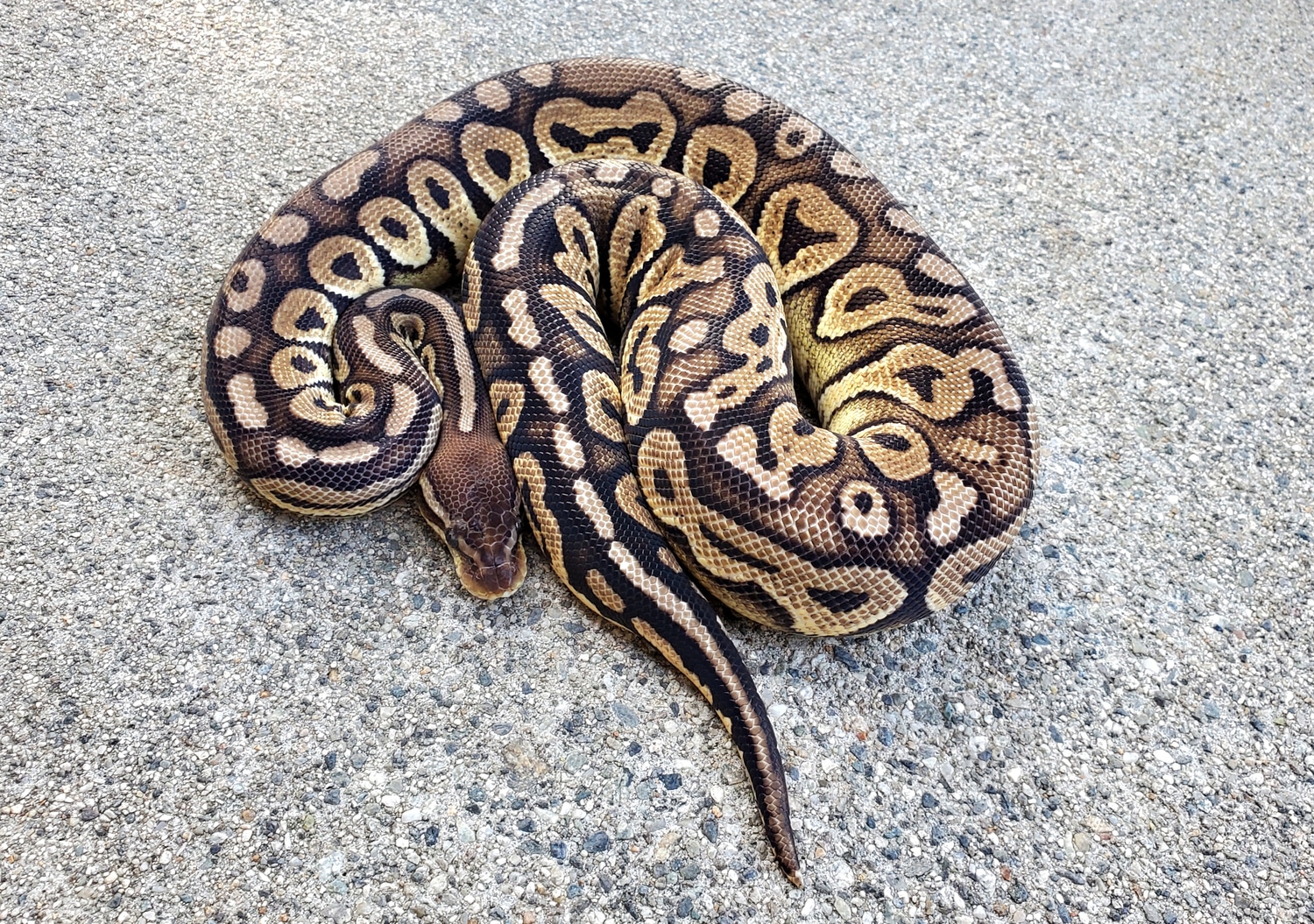 Pewter Ball Python by California Constrictors - MorphMarket