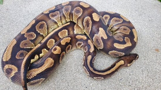 Yellow Belly Het Albino Ball Python by California Constrictors