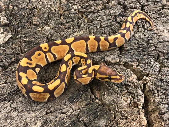 Monarch 100% Het Ghost Ball Python by Hell Reptiles