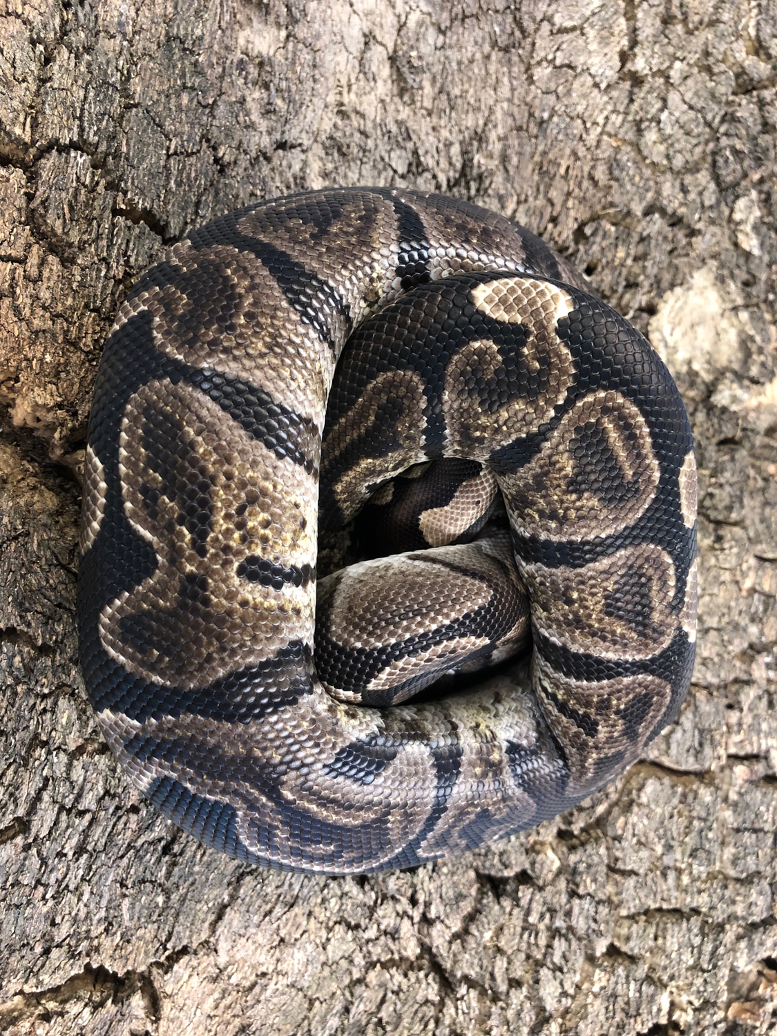 GHI Het Monarch Ball Python by Hell Reptiles - MorphMarket