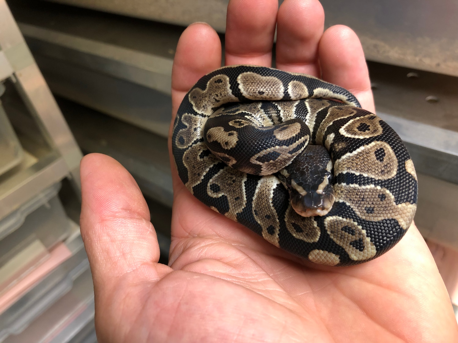 Anery RECO Het Pied Ball Python by Hell Reptiles - MorphMarket