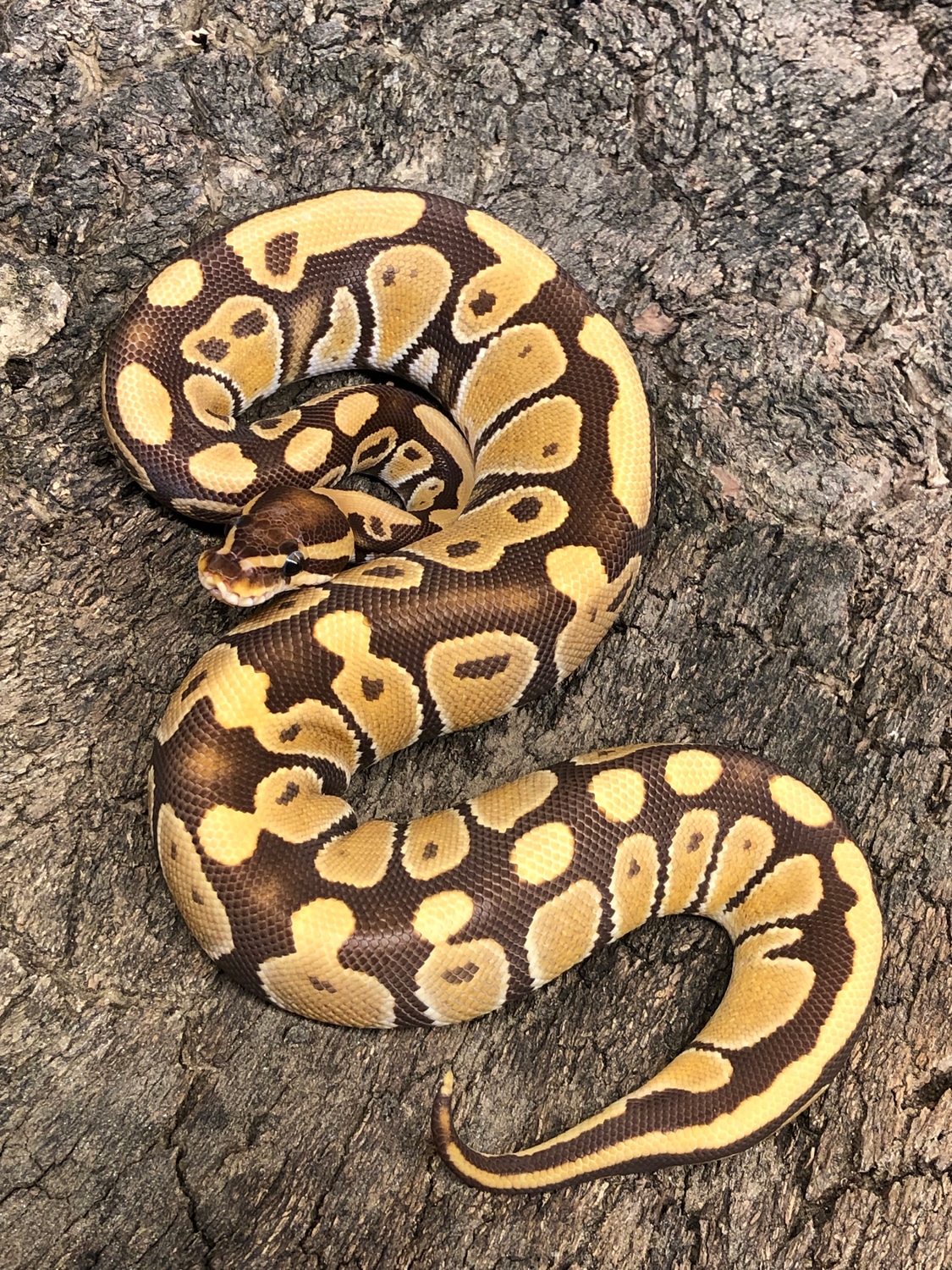 Monarch Het Ghost Ball Python by Hell Reptiles - MorphMarket