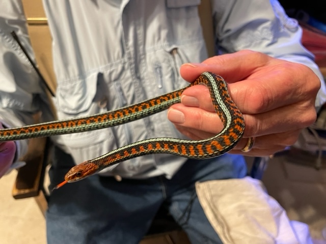 California Red-Sided Garter (Sirtalis Infernalis) Garter Snake by ...