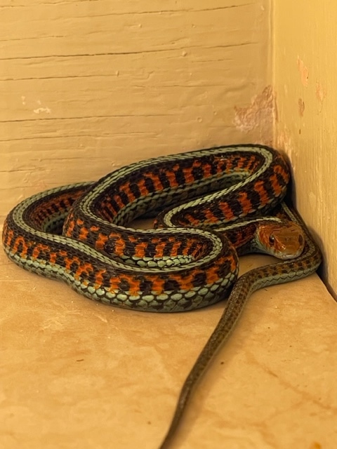 California Red-Sided Garter (Sirtalis Infernalis) Garter Snake by ...