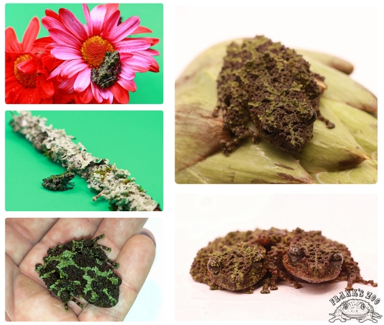 CB Mini Mossy Frogs (Theloderma Bicolor) by Frank's Zoo
