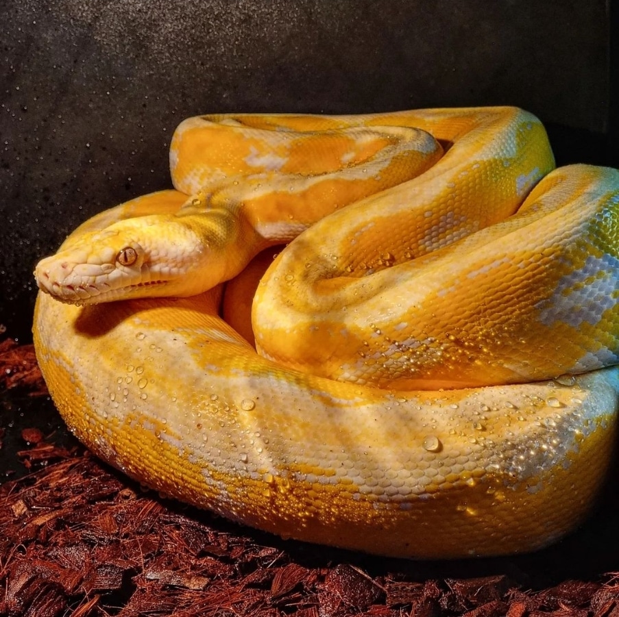 75% SD Coral Platinum Albino Reticulated Python by Hen.Ch_Reptiles ...