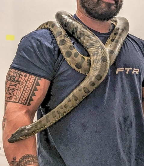 CB20 Female Green Anaconda by Hen.Ch_Reptiles