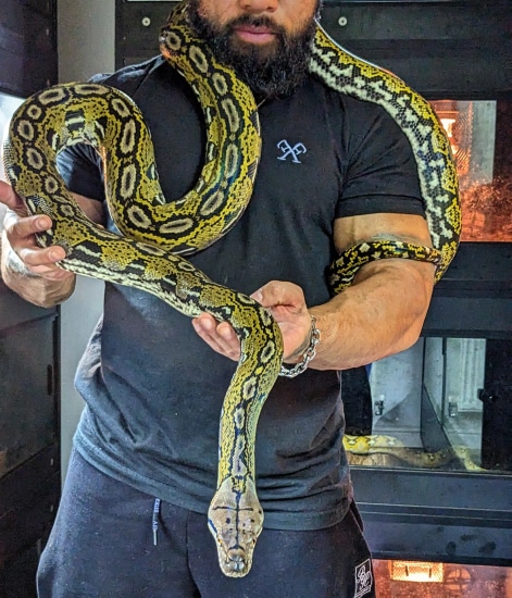 CB19 25% Dwarf 50% Borneo Aztec Pos Het Gstripe/albino Male Reticulated ...