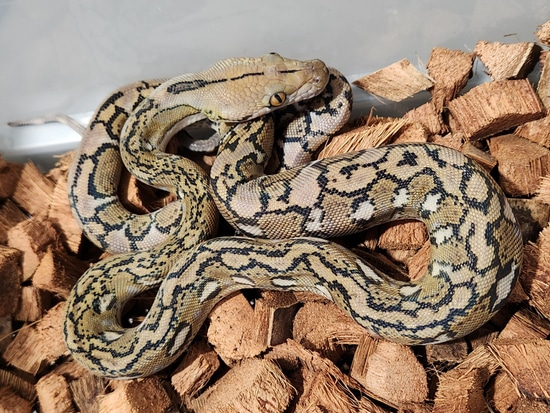 75% Superdwarf Het For Either Foulsham Caramel, White Albino Or Purple ...