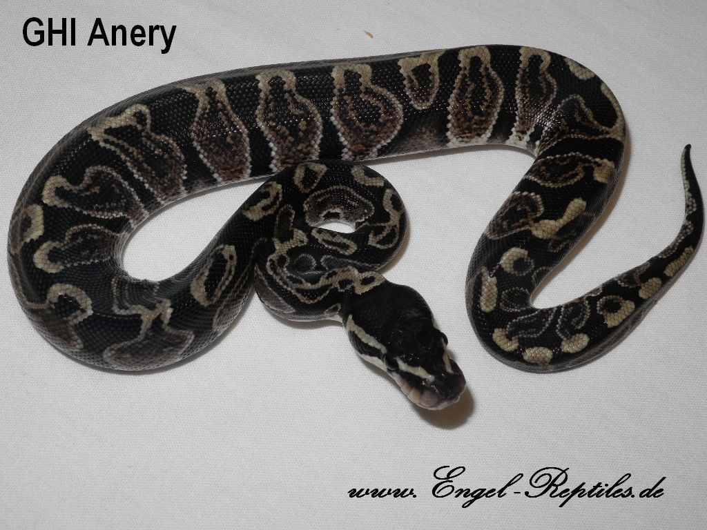 GHI Anery Ball Python by Engel-Reptiles - MorphMarket