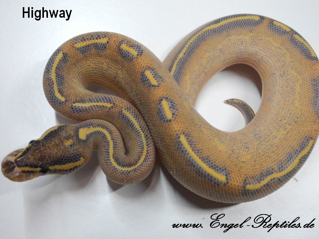 Highway Ball Python by Engel-Reptiles - MorphMarket