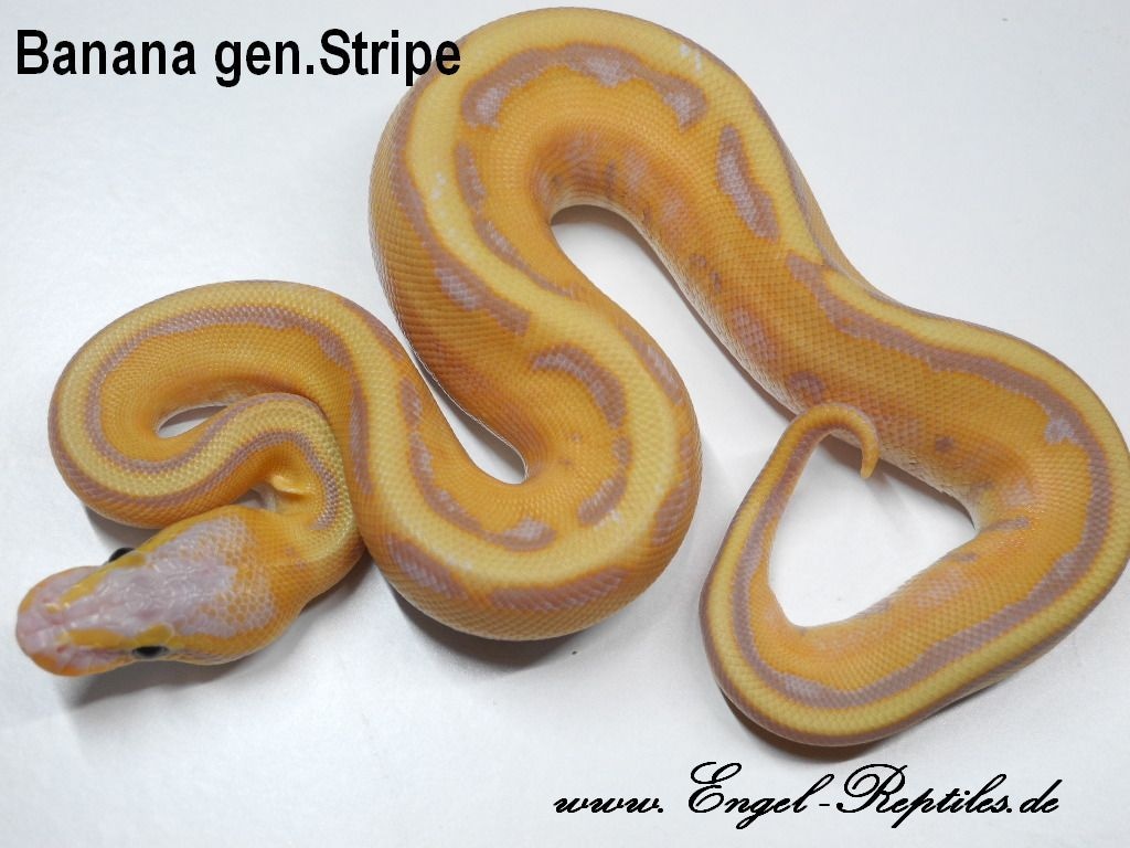 Banana Genetic Stripe Ball Python by Engel-Reptiles - MorphMarket
