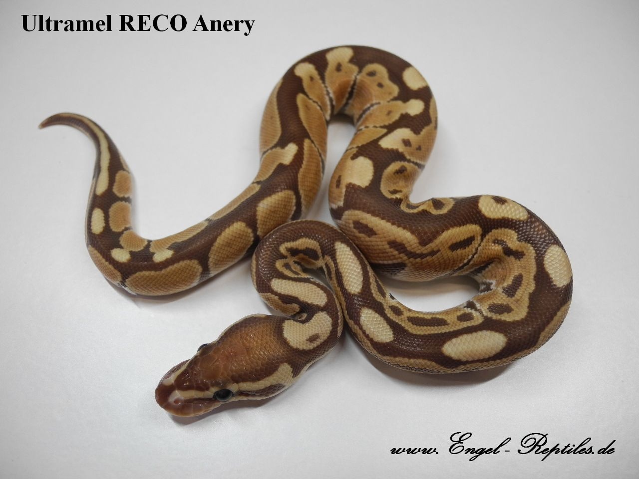 RECO Ultramel Ball Python by Engel-Reptiles - MorphMarket
