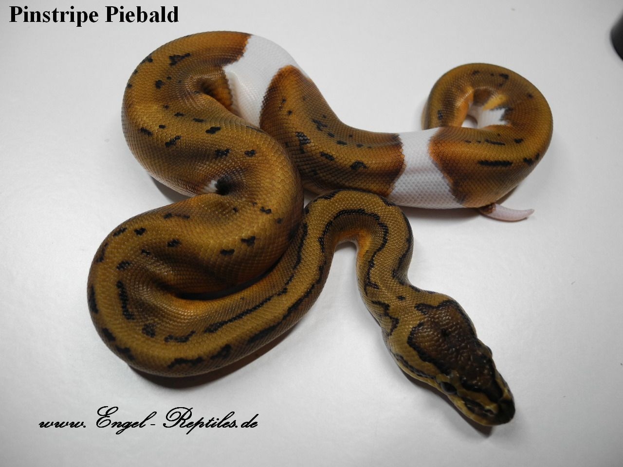 Pinstripe Pied Ball Python by Engel-Reptiles - MorphMarket