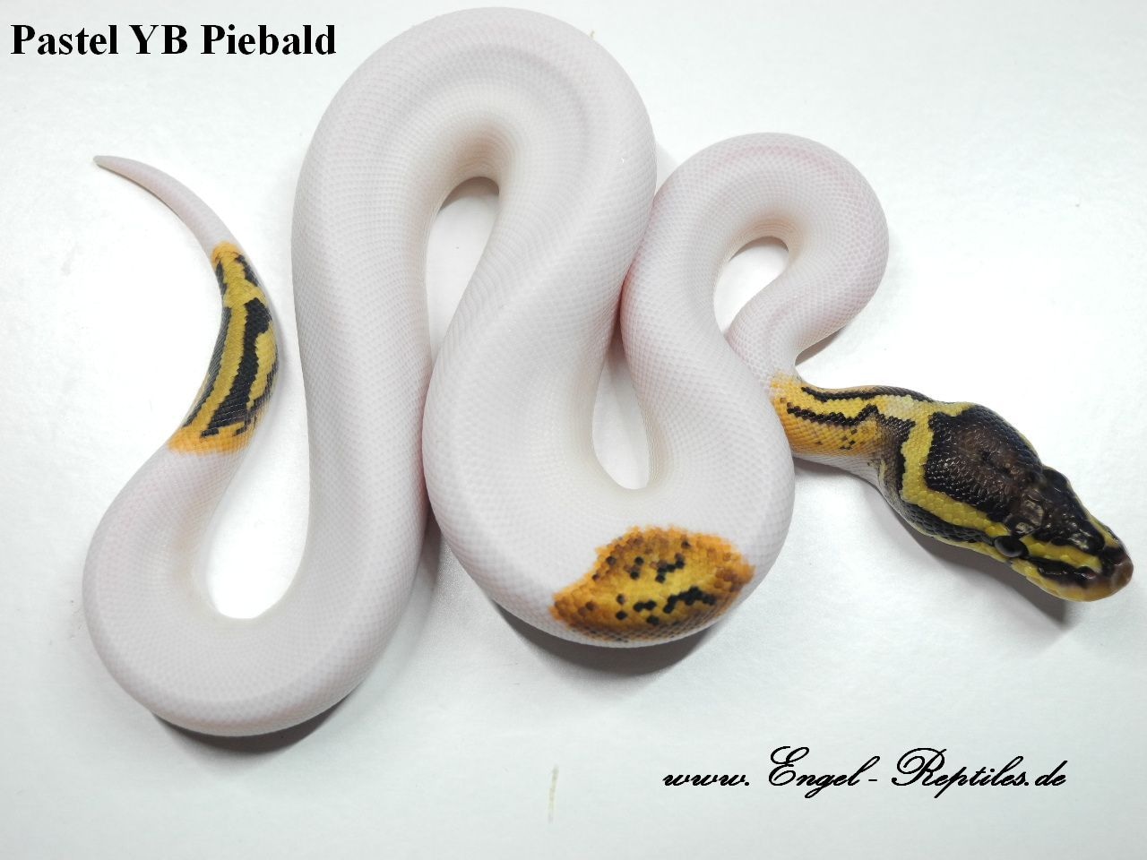Pastel YB Piebald Ball Python by Engel-Reptiles - MorphMarket