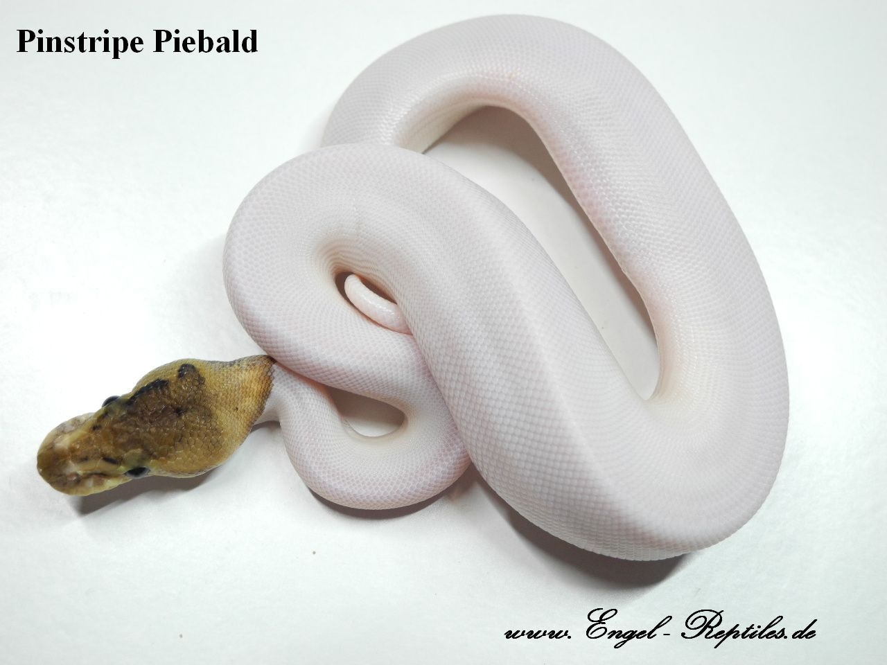 Pinstripe Piebald Ball Python by Engel-Reptiles - MorphMarket