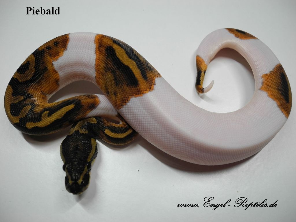 Piebald Ball Python by Engel-Reptiles - MorphMarket