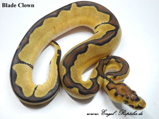 Blade Clown Ball Python by Engel-Reptiles