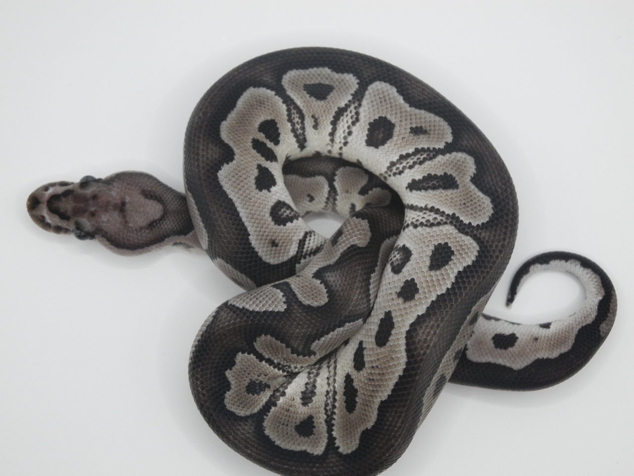 Axanthic Clown (TSK) Ball Python by Engel-Reptiles - MorphMarket