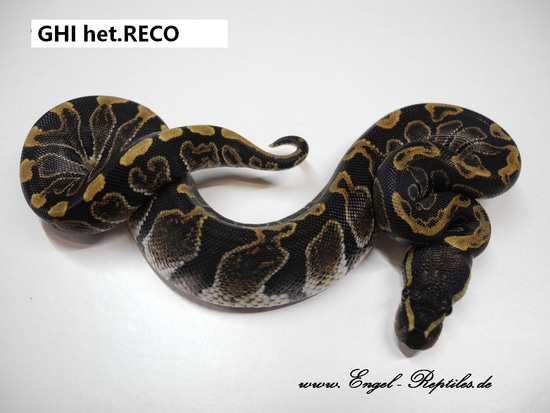 GHI Het RECO Ball Python by Engel-Reptiles