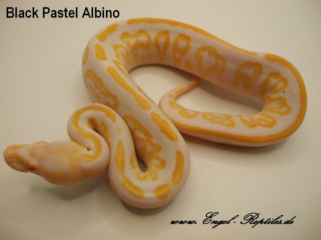 Black Pastel Albino Ball Python by Engel-Reptiles - MorphMarket